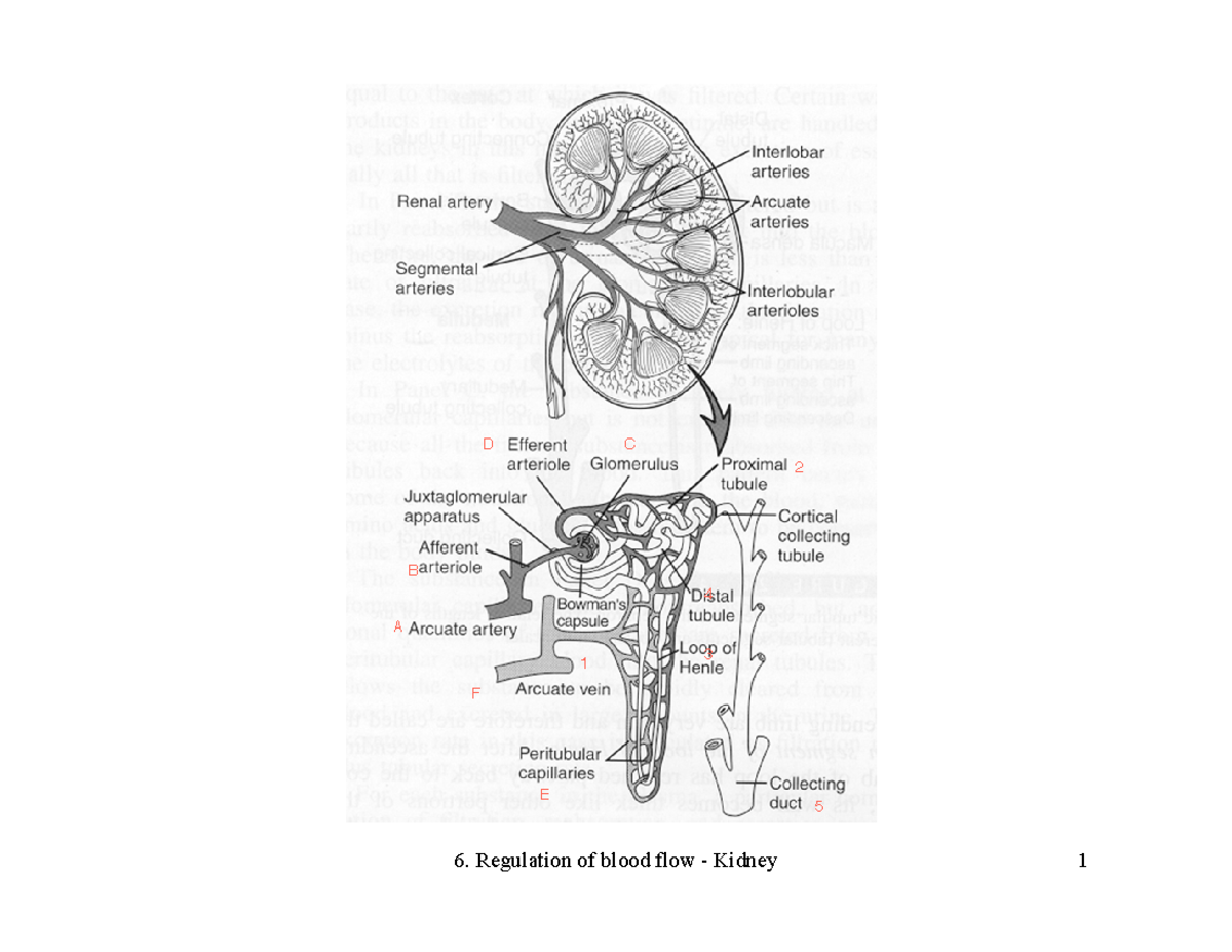 Lecture notes, lectures 6 - blood flow - kidney - D C 2 B 4 A 1 3 F E 6 ...