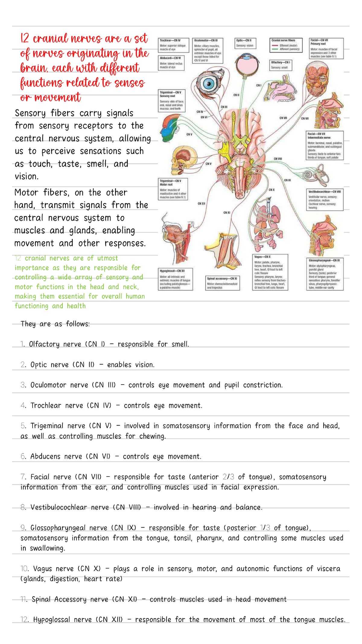 12-Cranial-Nerves - 12 Cranial Nerves - Bachelor of Science major in ...