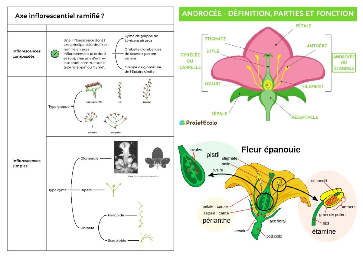 Doc3 - all about structure of flower : gynécée et clé de détermination ...