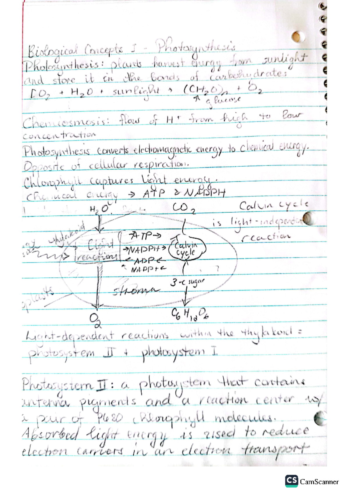 Biology - Photosynthesis - BIO 1801 - CamScanner CamScanner - Studocu