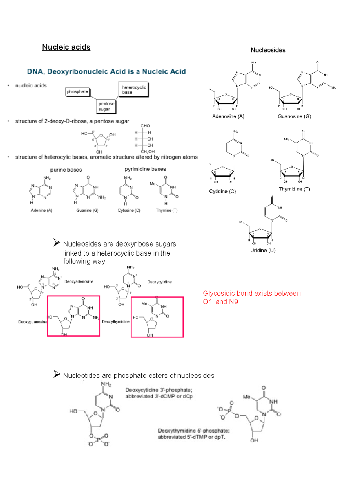Nucleic acids-2 - Lecture notes with additional research notes from ...