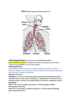 Latijnse-Nederlandse namen Botten - Latijnse naam: Nederlandse naam ...