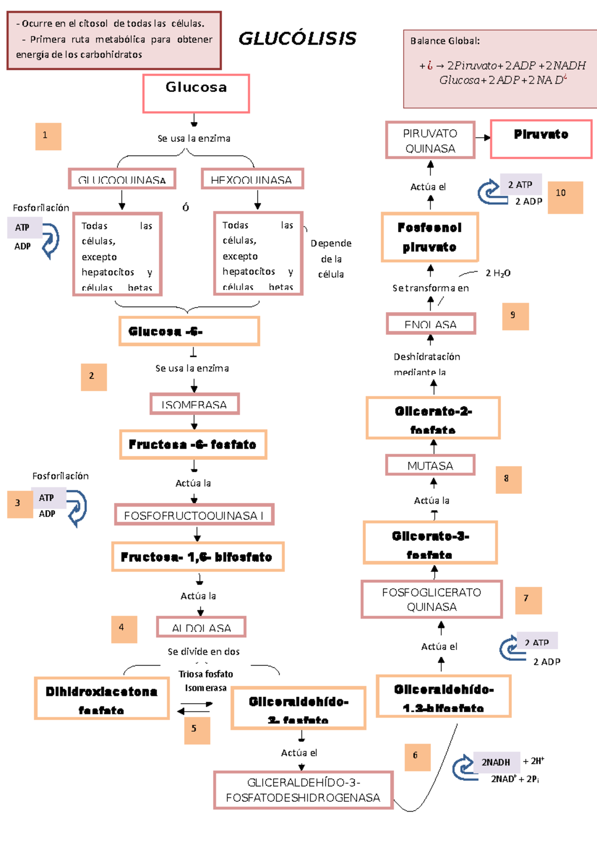 Glucólisis - Glucolisis - GLUCÓLISIS Depende de la célula ADP ATP Actúa ...
