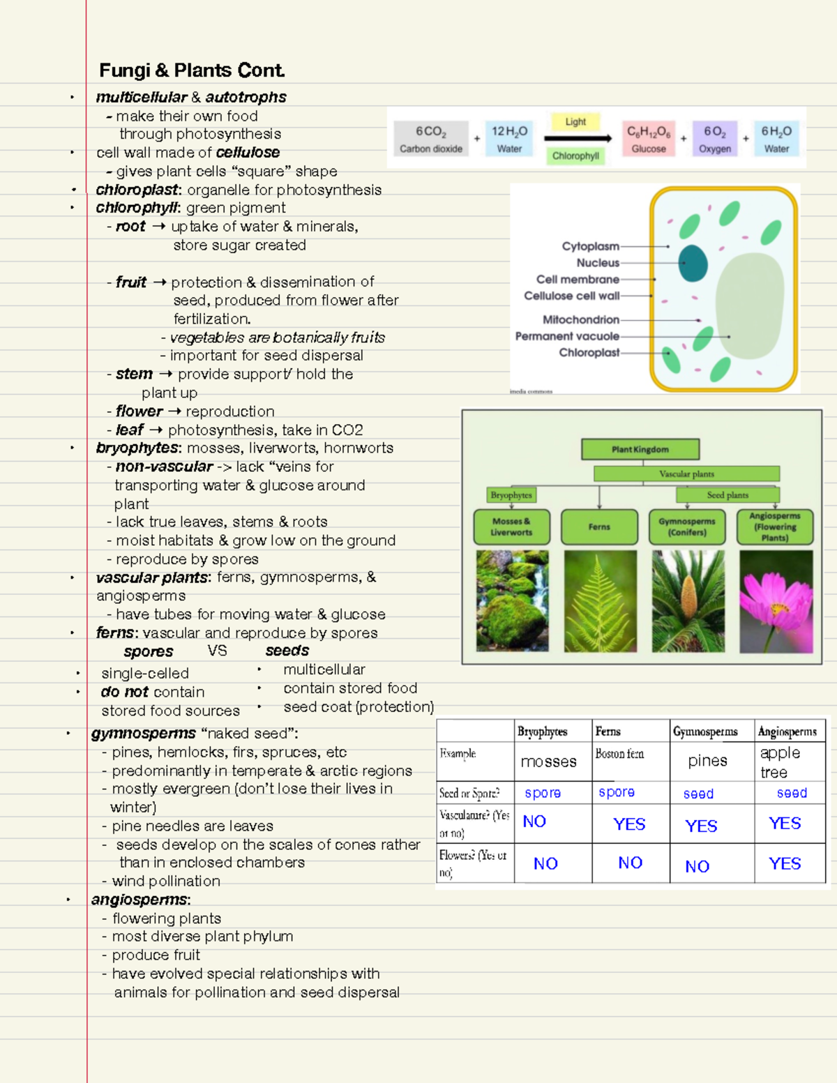Fungi and Plants Continued Pt 1 - Fungi & Plants Cont. multicellular ...
