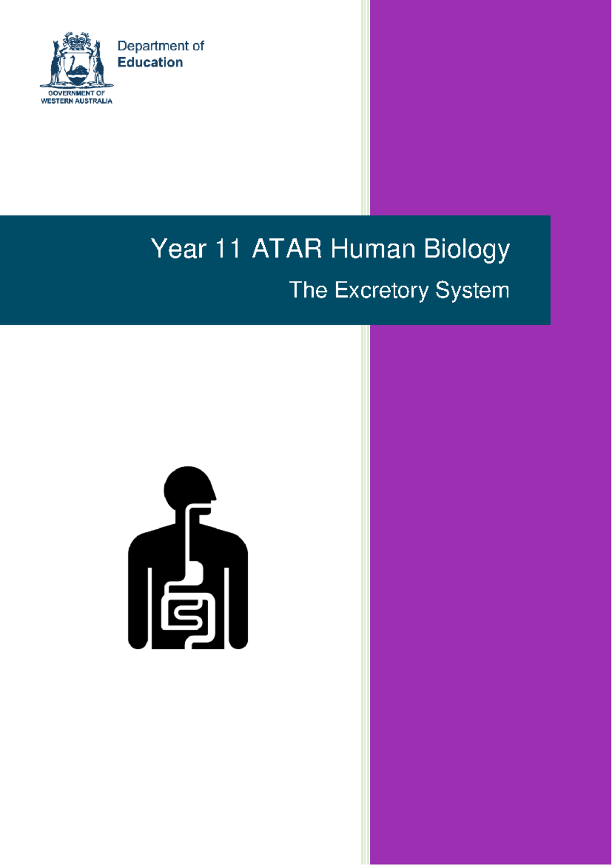Excretory System E - Summary notes with some quesitons - Year 1 1 ATAR ...