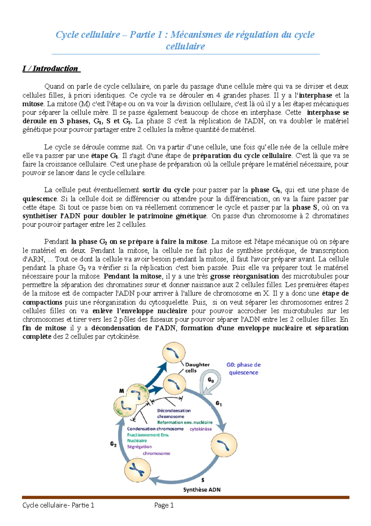 Le cycle cellulaire Part 1 - Cycle cellulaire – Partie 1 : Mécanismes ...
