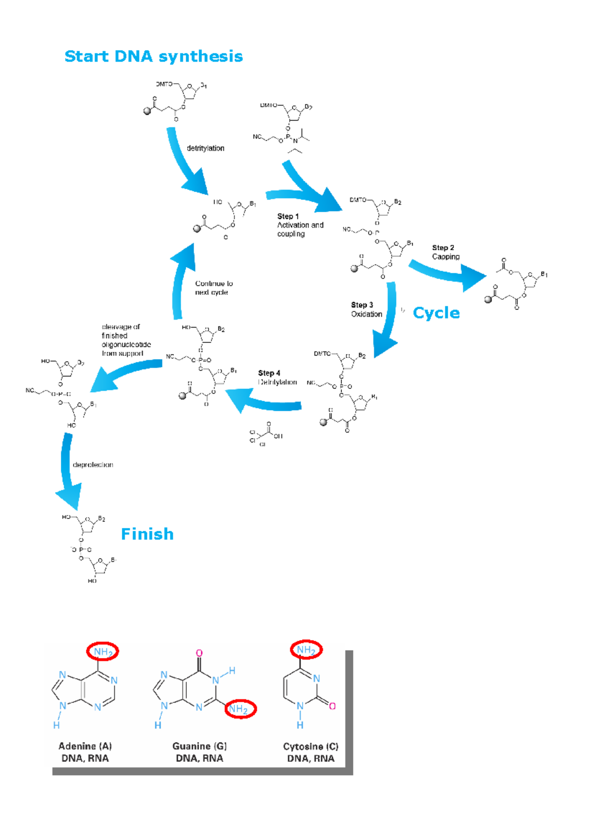 DNA synthesis - Bio-organic Chemistry - Start DNA synthesis Finish Cycle - Studeersnel
