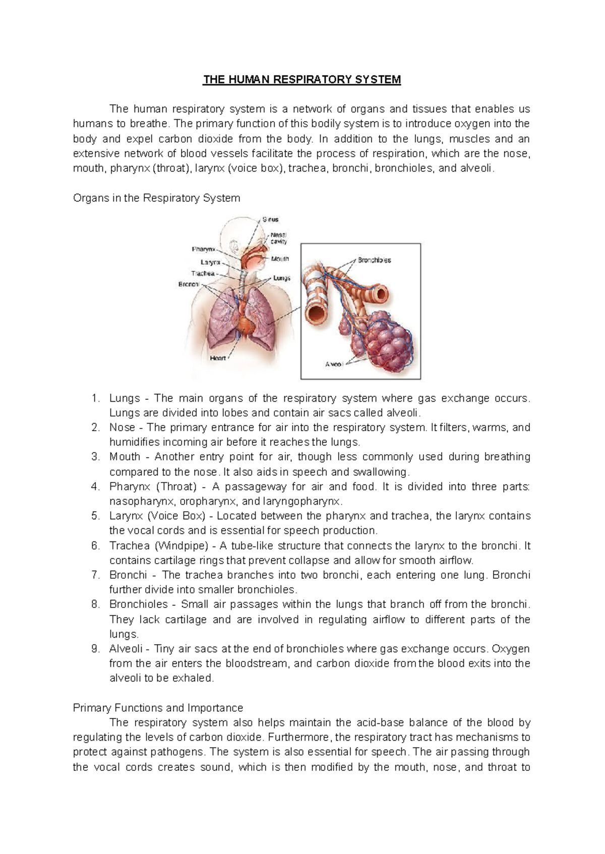 Respiratory System Written Report Functional Analysis - THE HUMAN ...