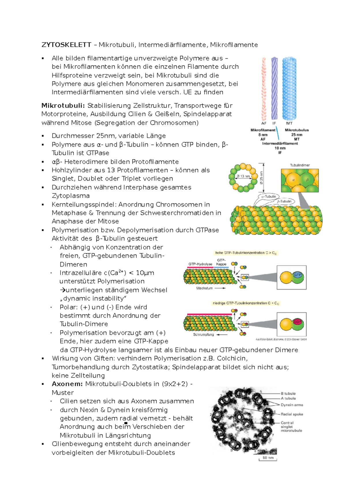 Zytoskelett - Mikrotubuli, Intermediärfilamente, Mikrofilamente ...