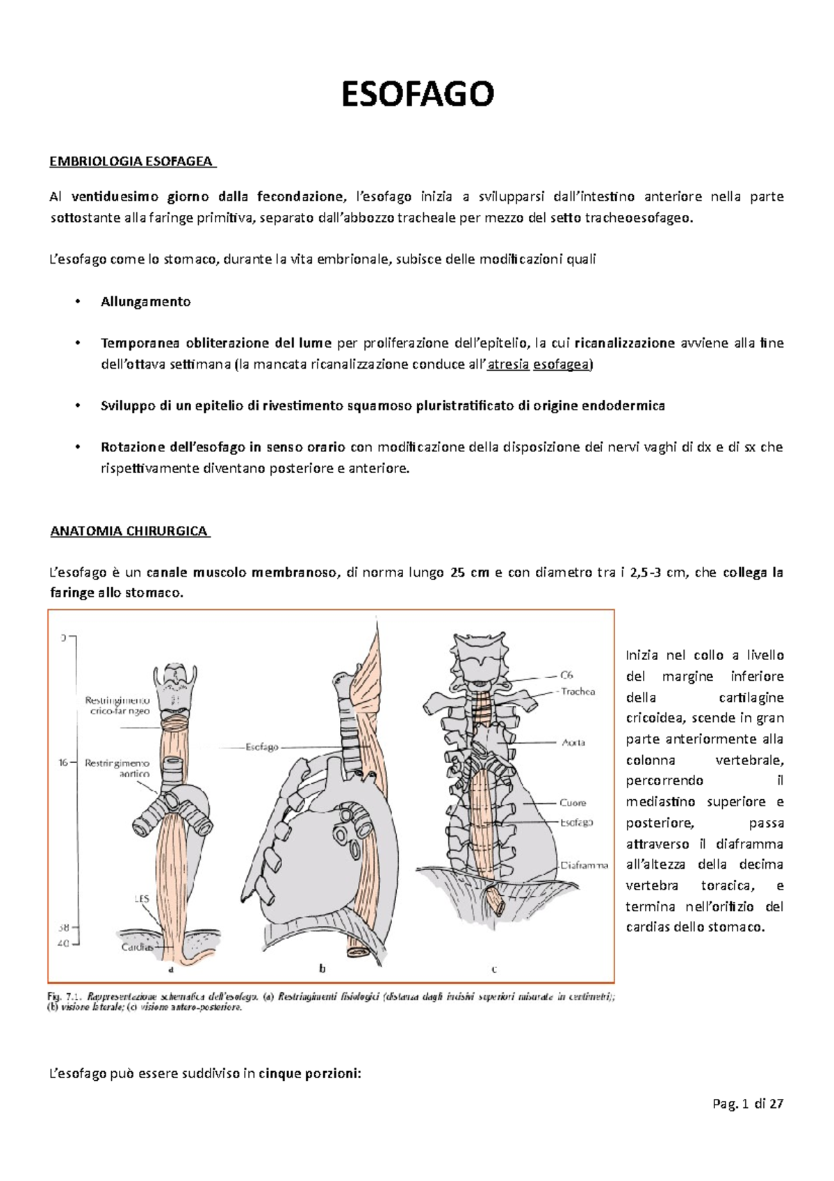 2 - Patologie dell'esofago - ESOFAGO EMBRIOLOGIA ESOFAGEA Al ...
