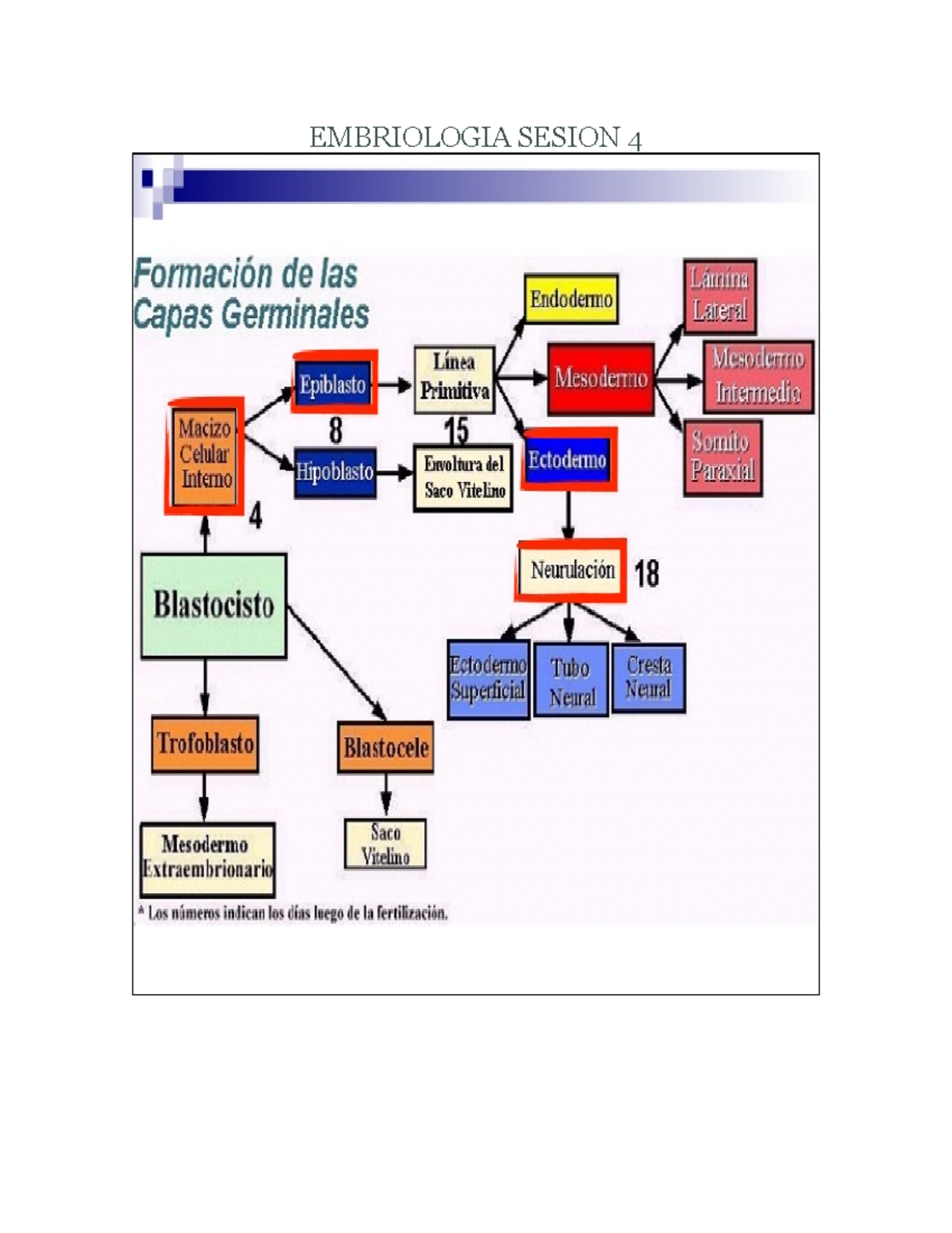 Embriologia Sesion 4 - APARATO DIGESTIVO -Una parte del endodermo se ...
