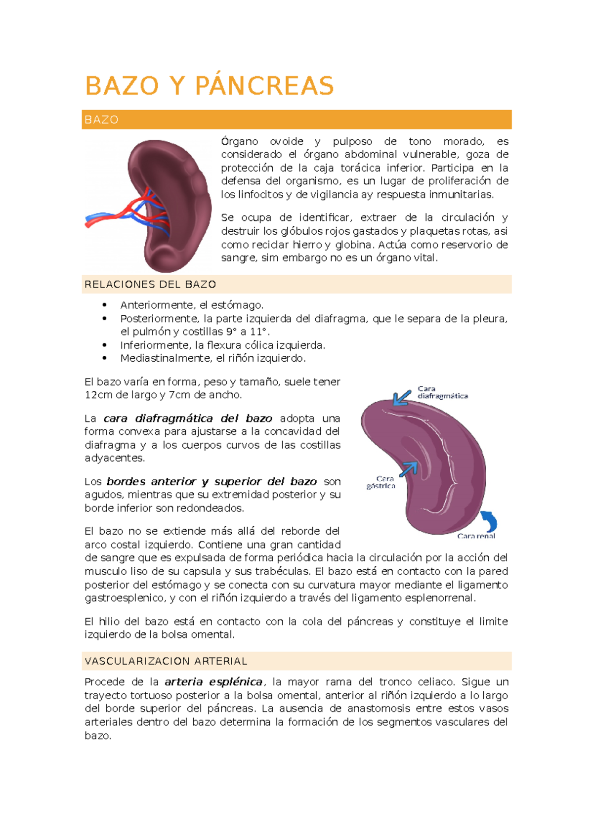 BAZO Y Páncreas Apuntes - BAZO Y PÁNCREAS BAZO Órgano ovoide y pulposo ...