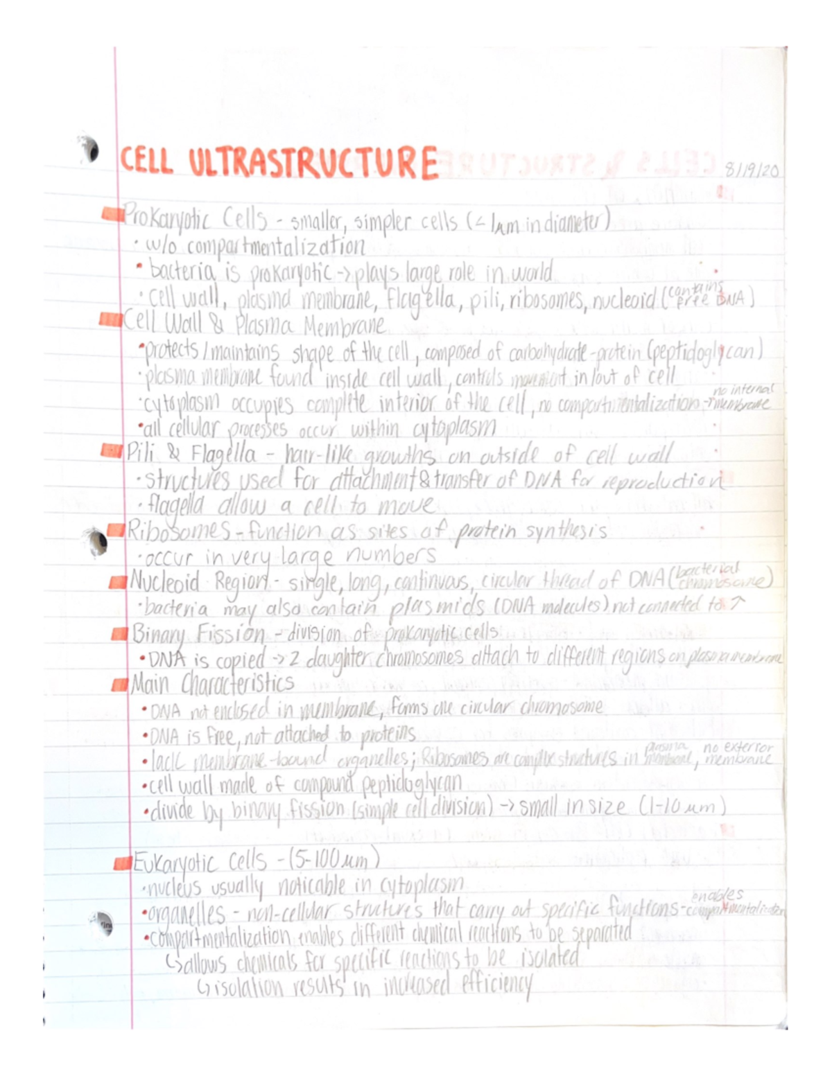 Cell Ultrastructure - Lecture notes with details from IB Biology course ...