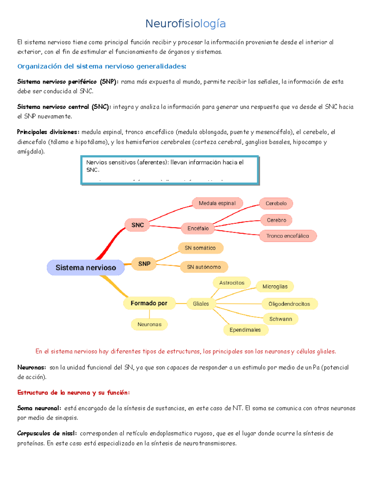 Neurofisiología resumen y sus partes - Neurofisiología El sistema ...