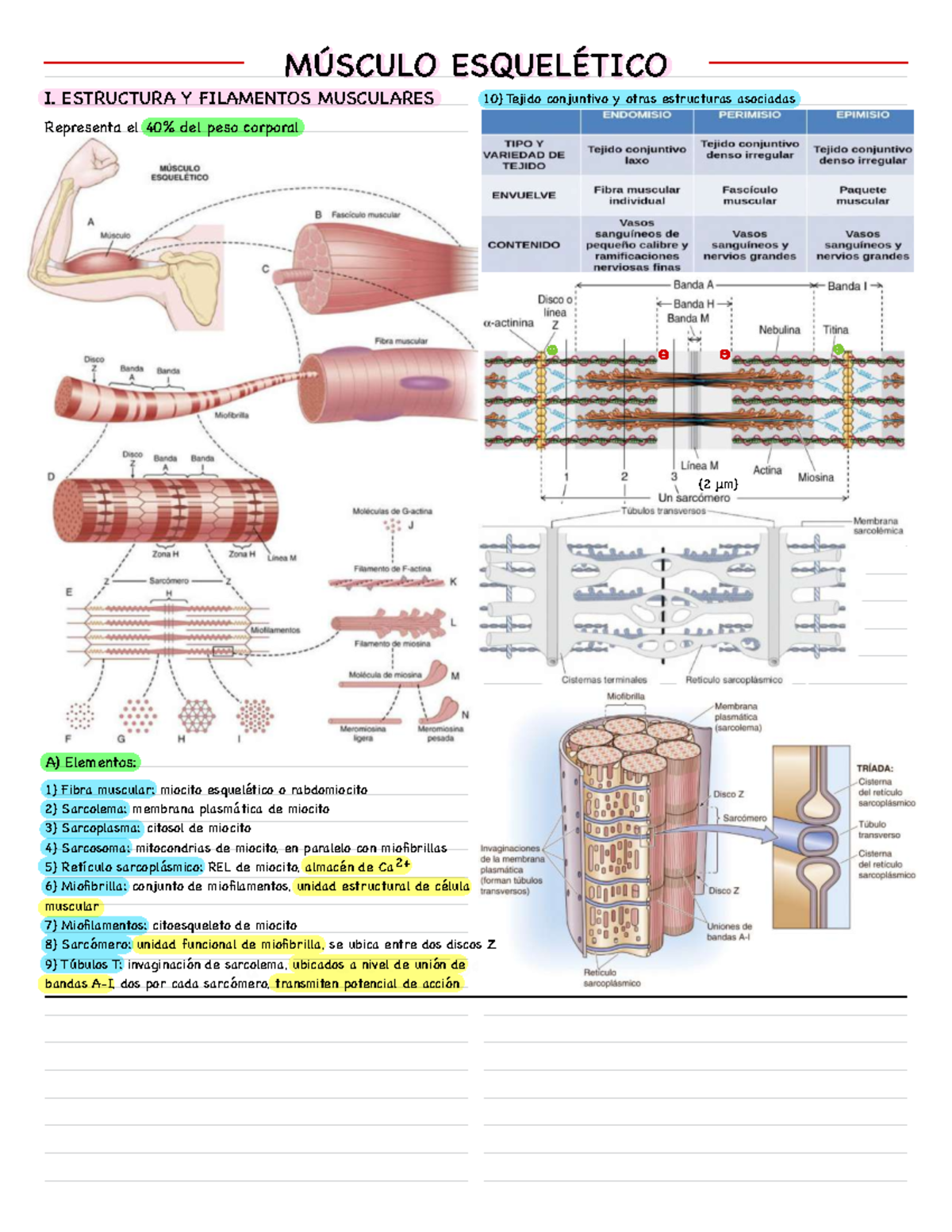 Músculo Esquelético - I. ESTRUCTURA Y FILAMENTOS MUSCULARES 1) Fibra ...