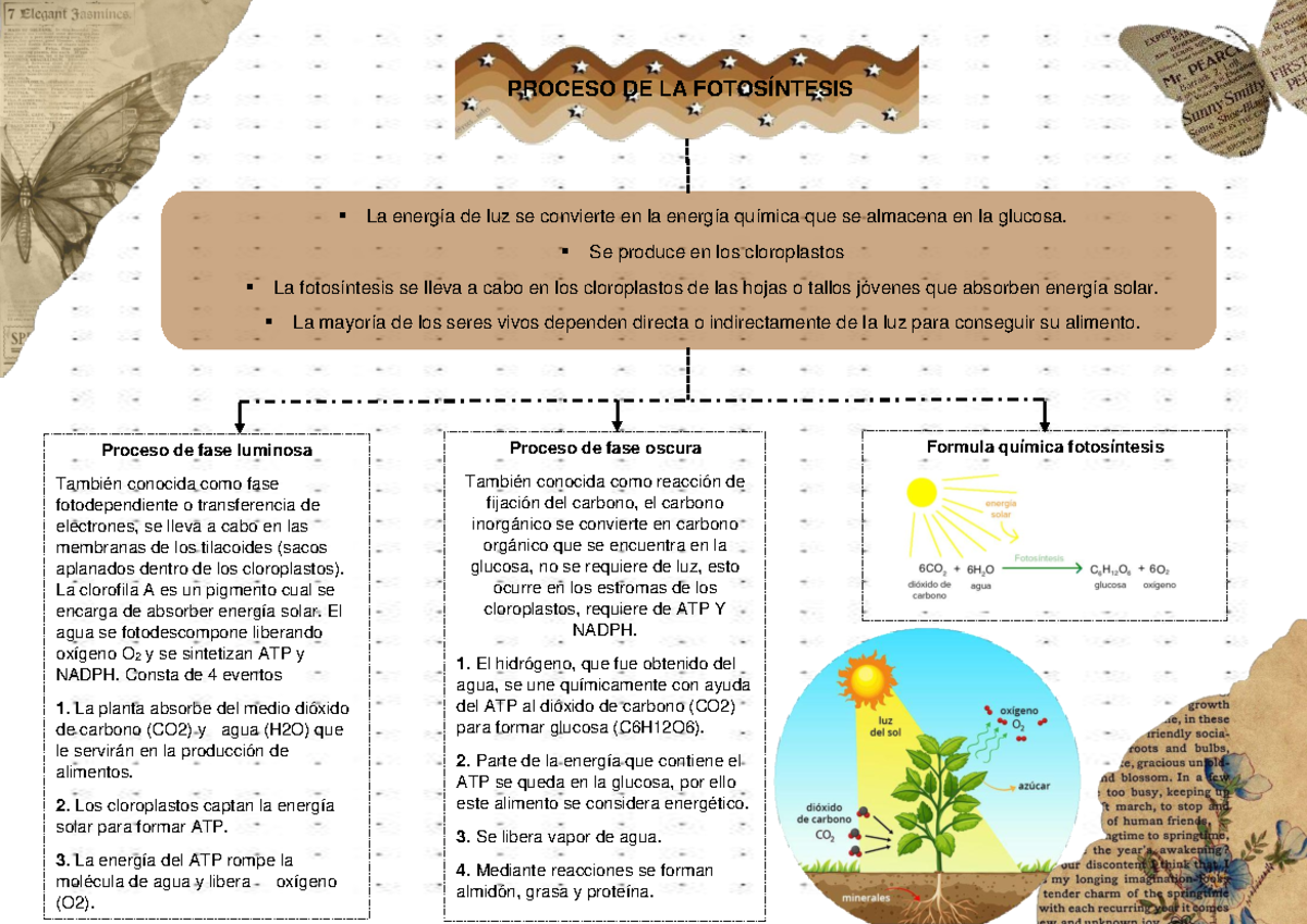 Doc3 - mjgh - PROCESO DE LA FOTOSÍNTESIS La energía de luz se convierte ...