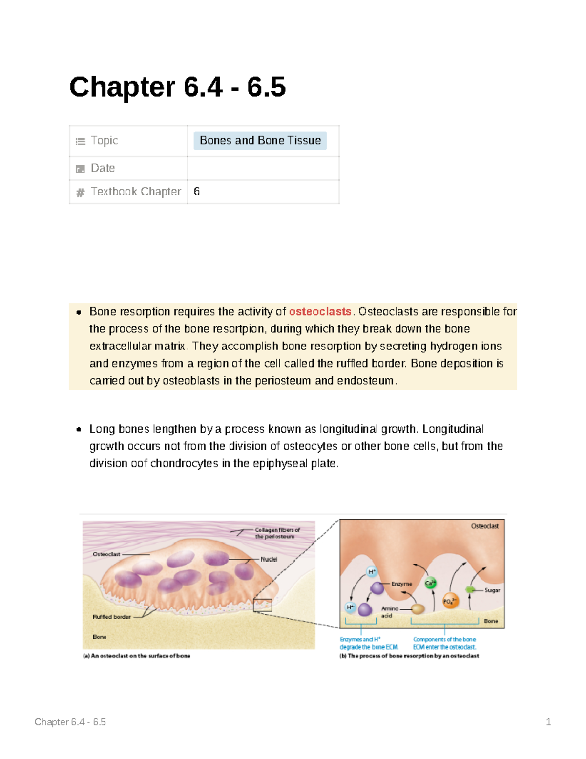 Chapter 6 - Topic: Bones and bone tissue - Chapter 6 - 6. Topic Bones ...