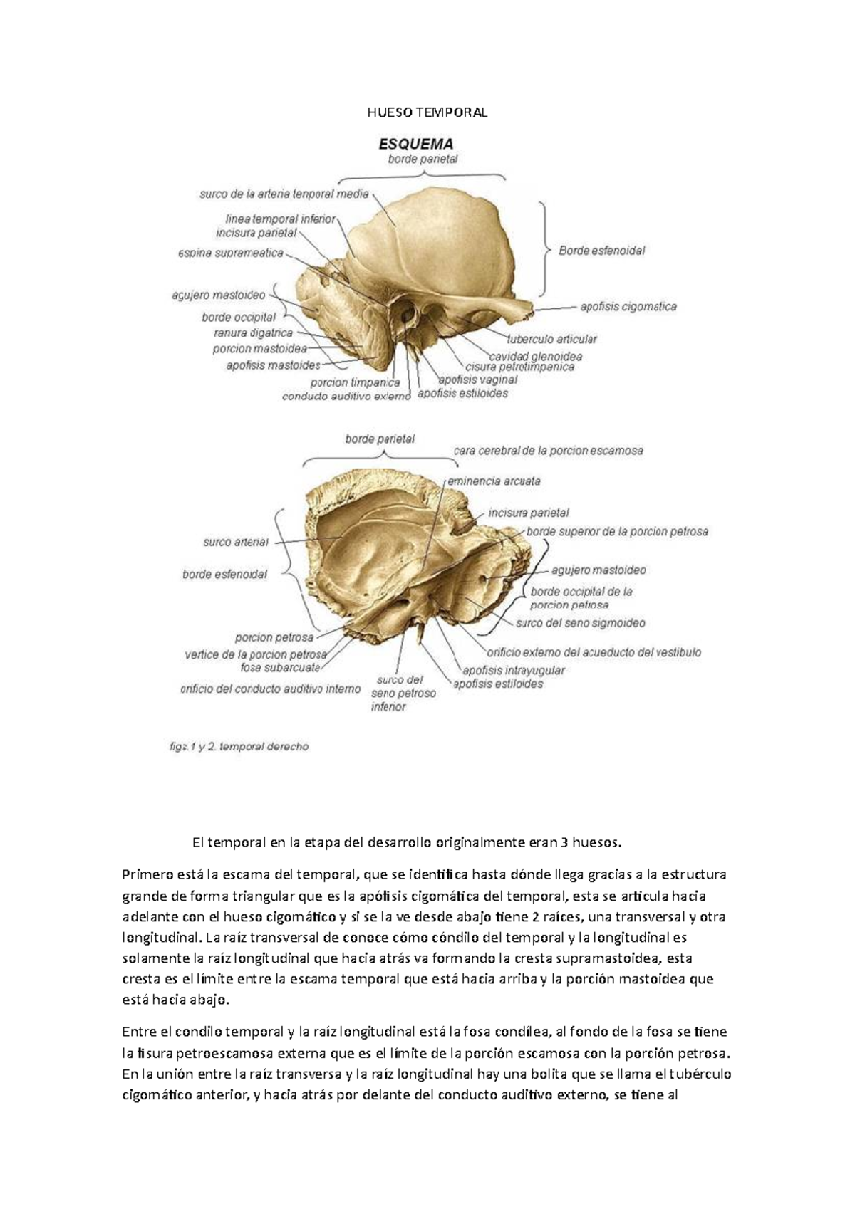 Hueso Temporal - anato - HUESO TEMPORAL El temporal en la etapa del ...