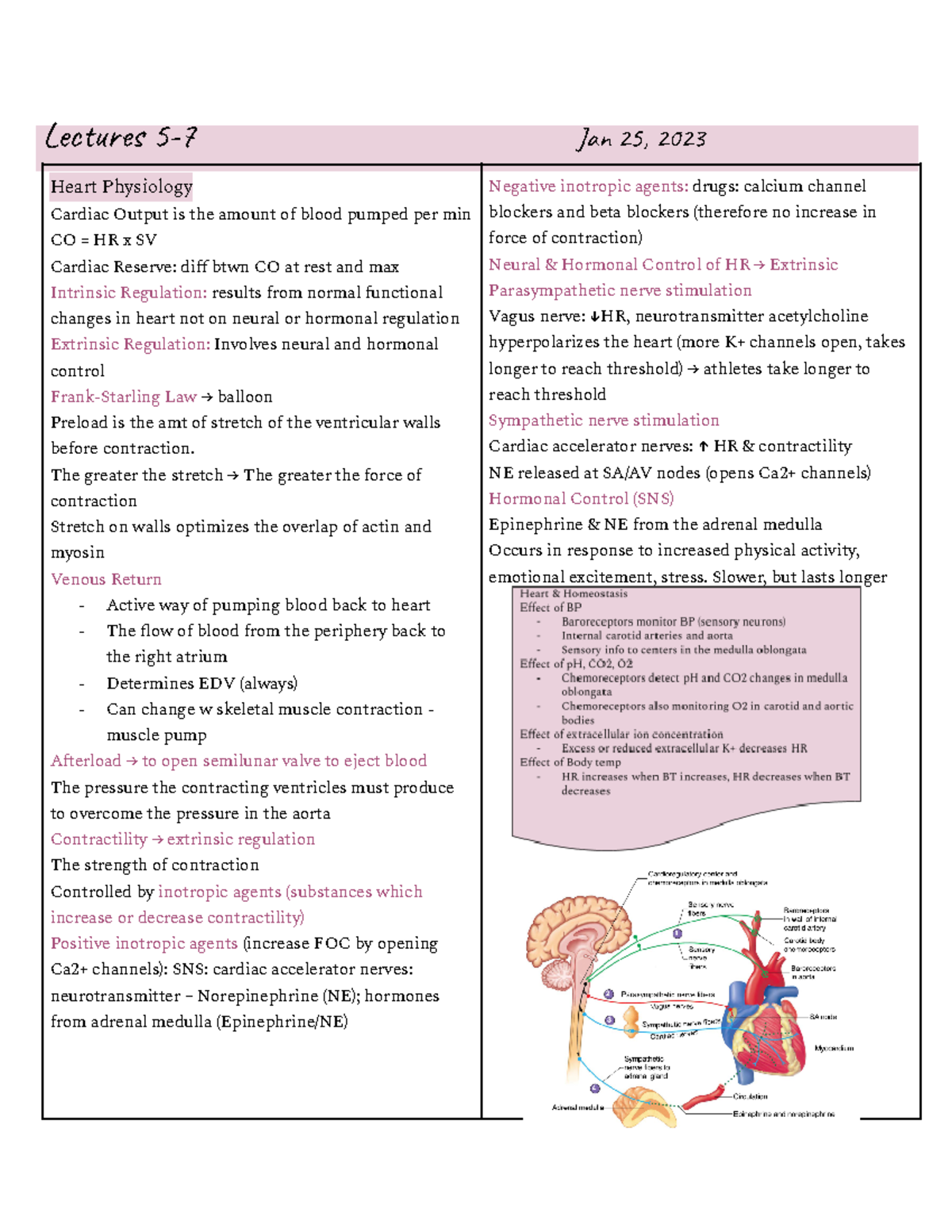 Anatomy Summary Sheets - Lecs 5-7 Jan 25, 2023 Heart Physiology Cardiac ...