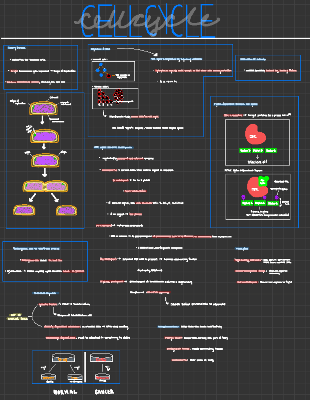 Bio 131 - LECTURE NOTES FOR CELL CYCLE - C CC Binary Fission Regulation ...