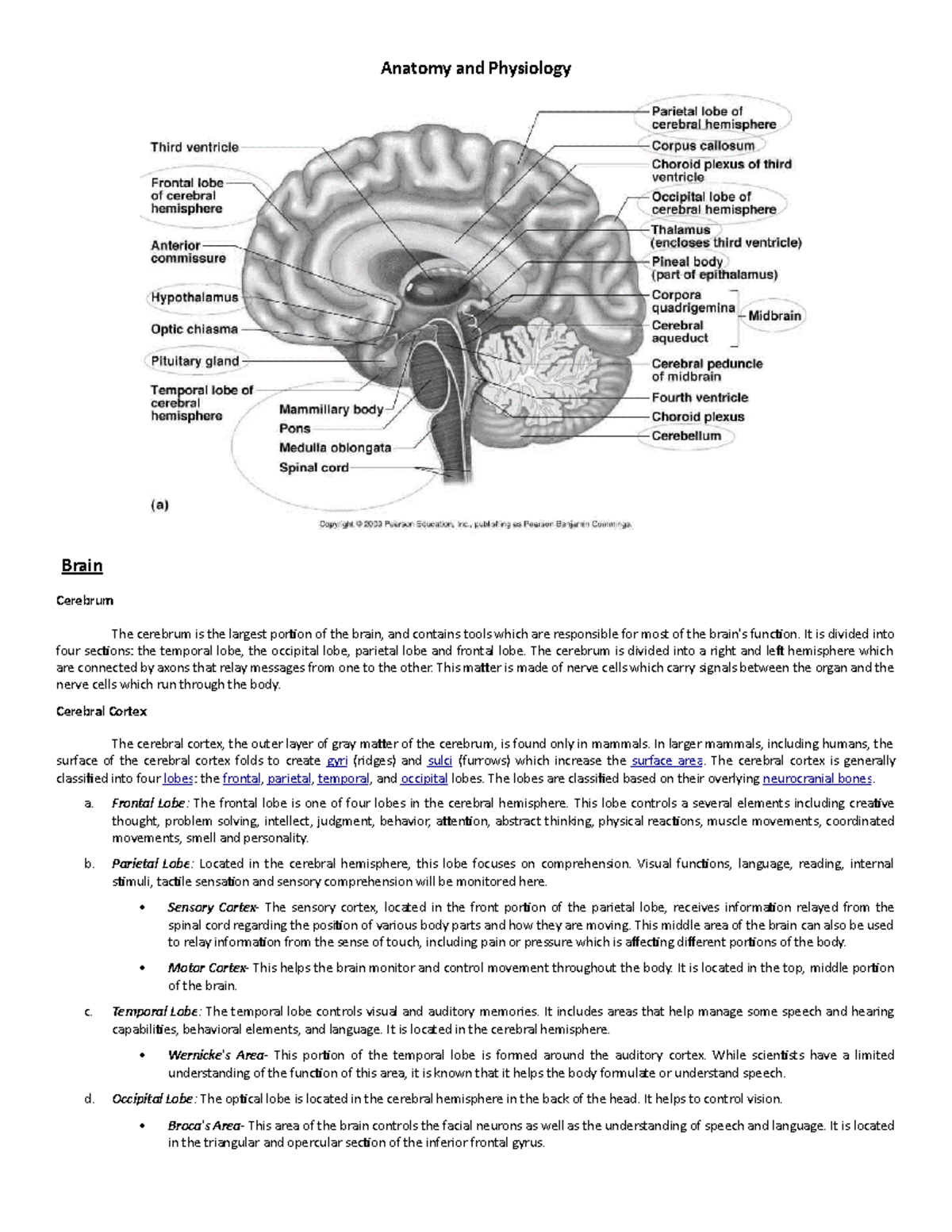 303766213 Brain Anatomy and Physiology - Anatomy and Physiology Brain ...