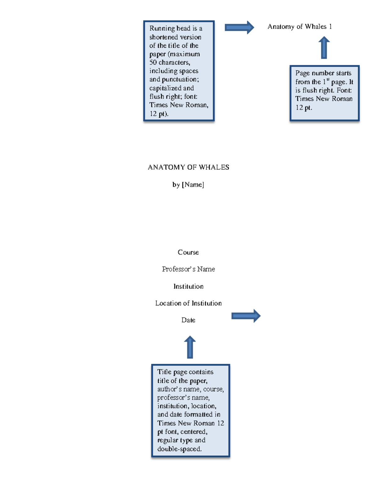 Harvard Sample - Notes - Anatomy of Whales 1 ANATOMY OF WHALES by [Name ...
