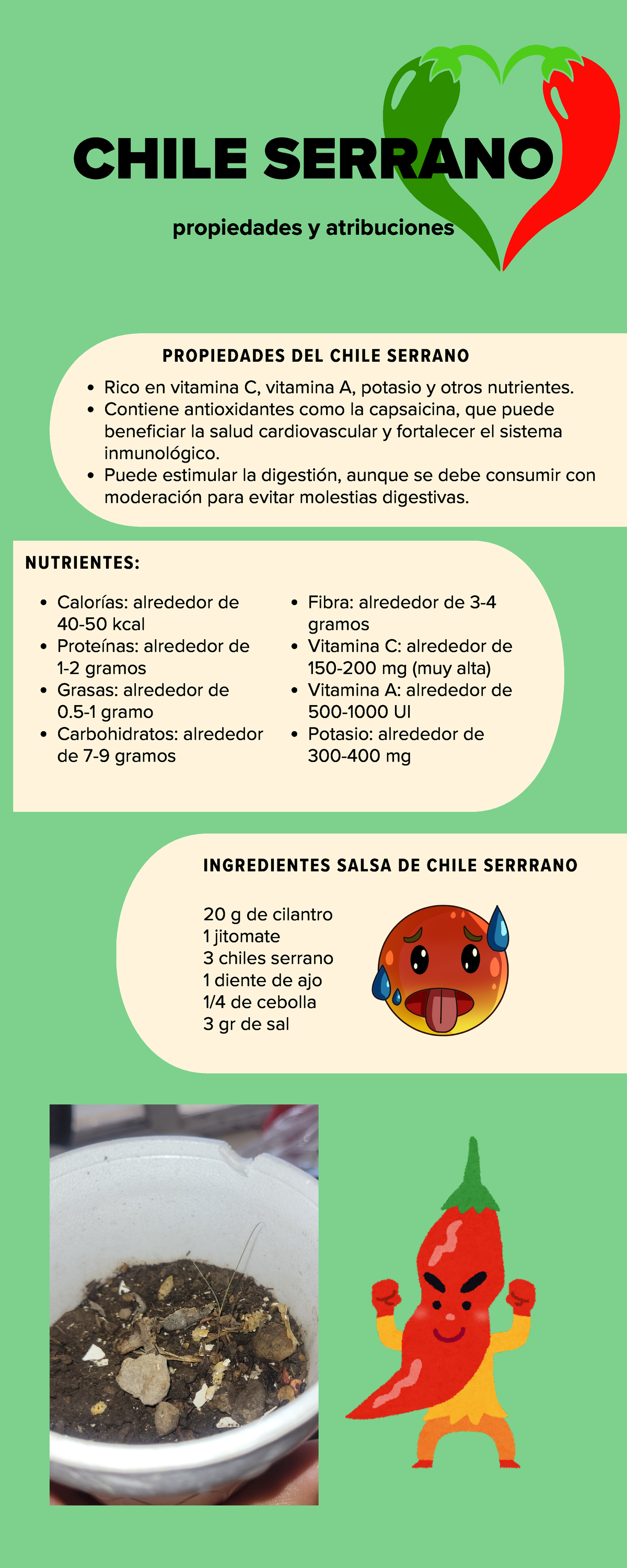 Infografia chile serrano - CHILE SERRANO propiedades y atribuciones ...