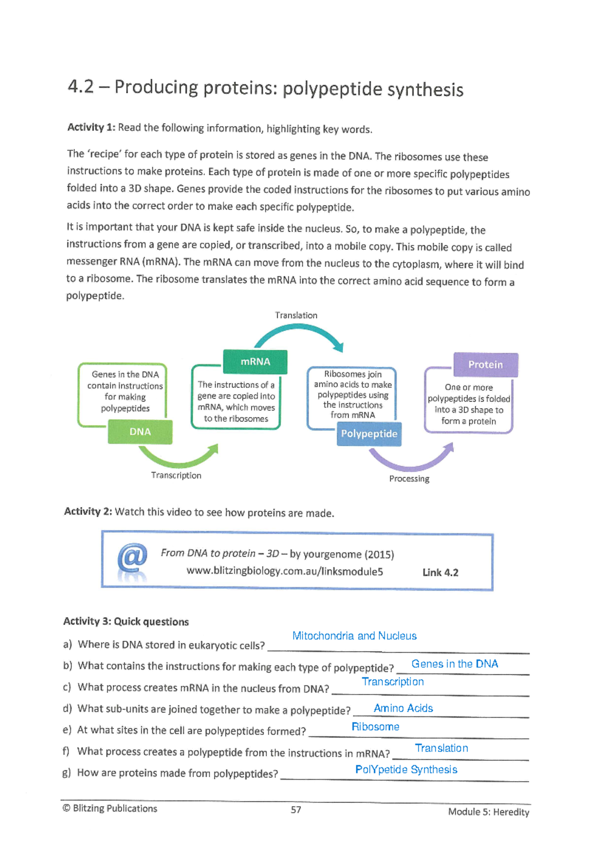 Blitzing 4.2 – Producing proteins polypeptide synthesis - 4. — Producing proteins: polypeptide ...