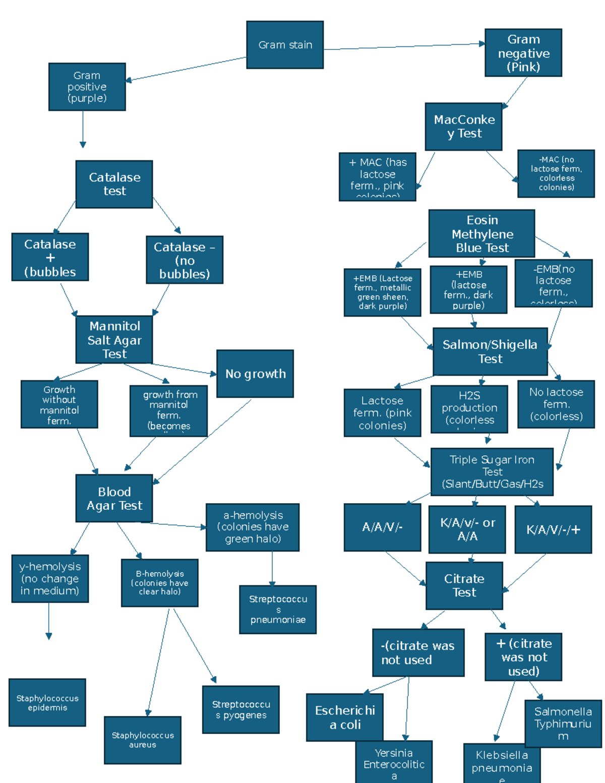 Flow chart MCB L - Gram positive (purple) Mannitol Salt Agar Test ...