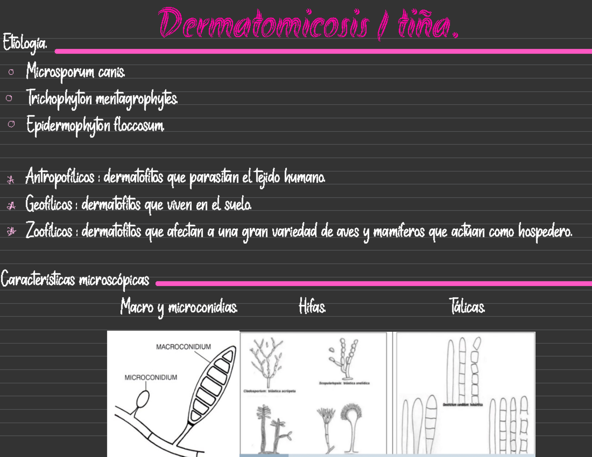 Dermatomicosis - Etiología. Dermatomicosis / tiña. Microsporum canis ...