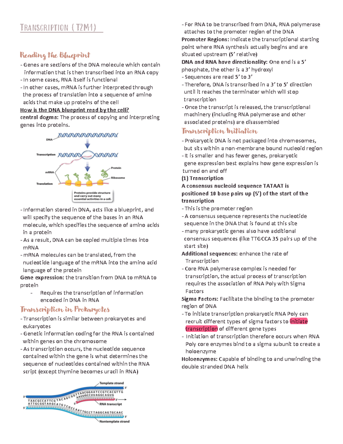 Transcription (T2M1) - lecture notes - Transcription (T2M1) Reading the ...