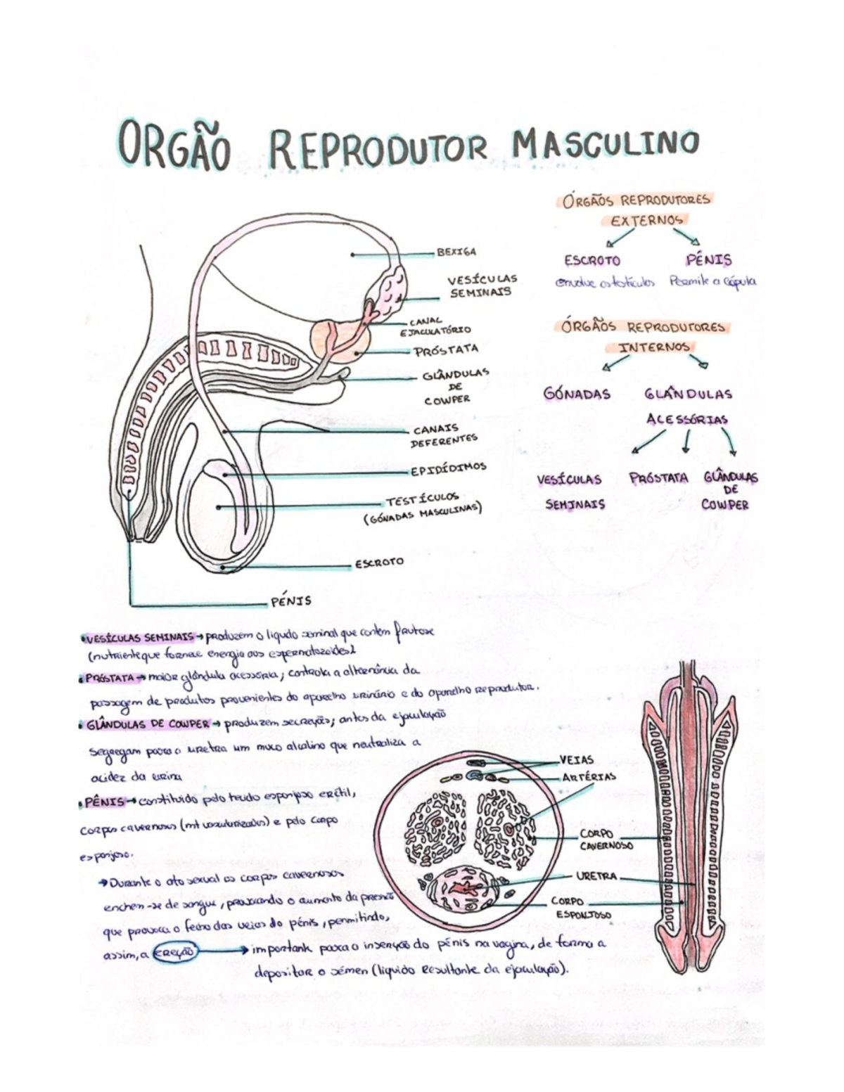 1-Orgão reprodutor masculino - Biologia - Studocu