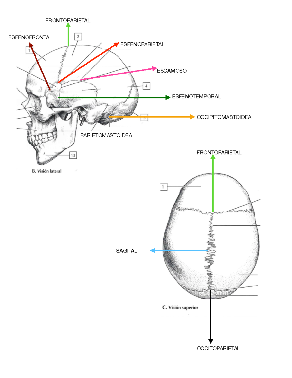 Craneo PT - meh - Anatomia General - A FRONTOPARIETAL OCCITOPARIETAL ...