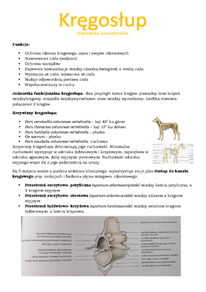 Anatomia psa - Anatomia psa ANATOMIA PSA to nauka o budowie ciała psa ...