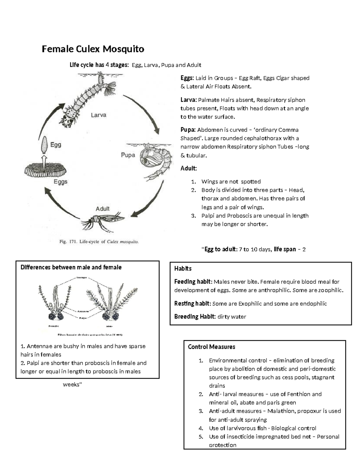 Female Culex - Larva: Palmate Hairs absent, Respiratory siphon tubes ...