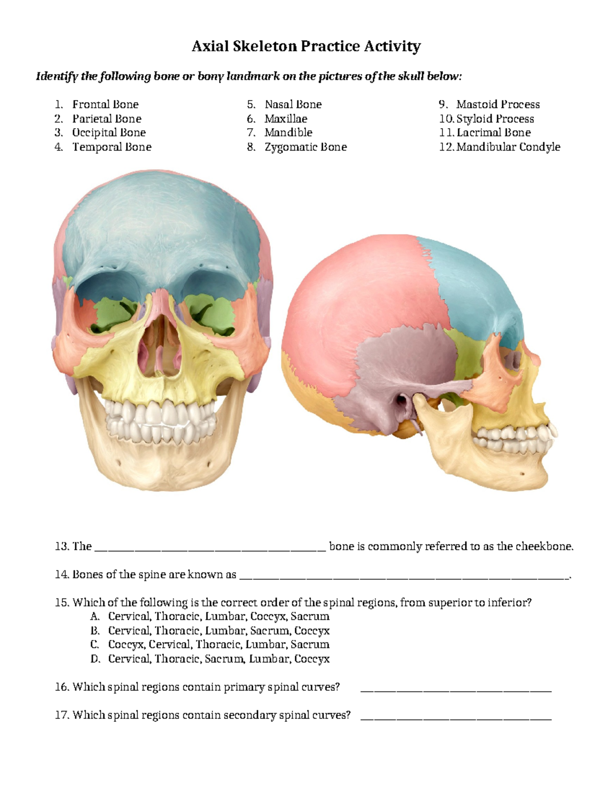 Axial Skeleton Practice Activity - Axial Skeleton Practice Activity Identify the following bone ...