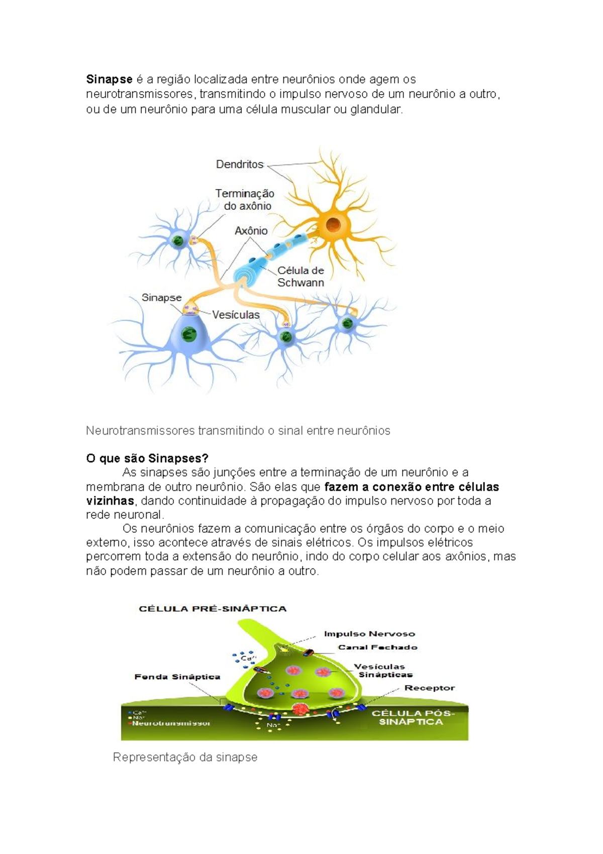 Tudo sobre Sinapses - Sinapse é a região localizada entre neurônios onde agem os ...