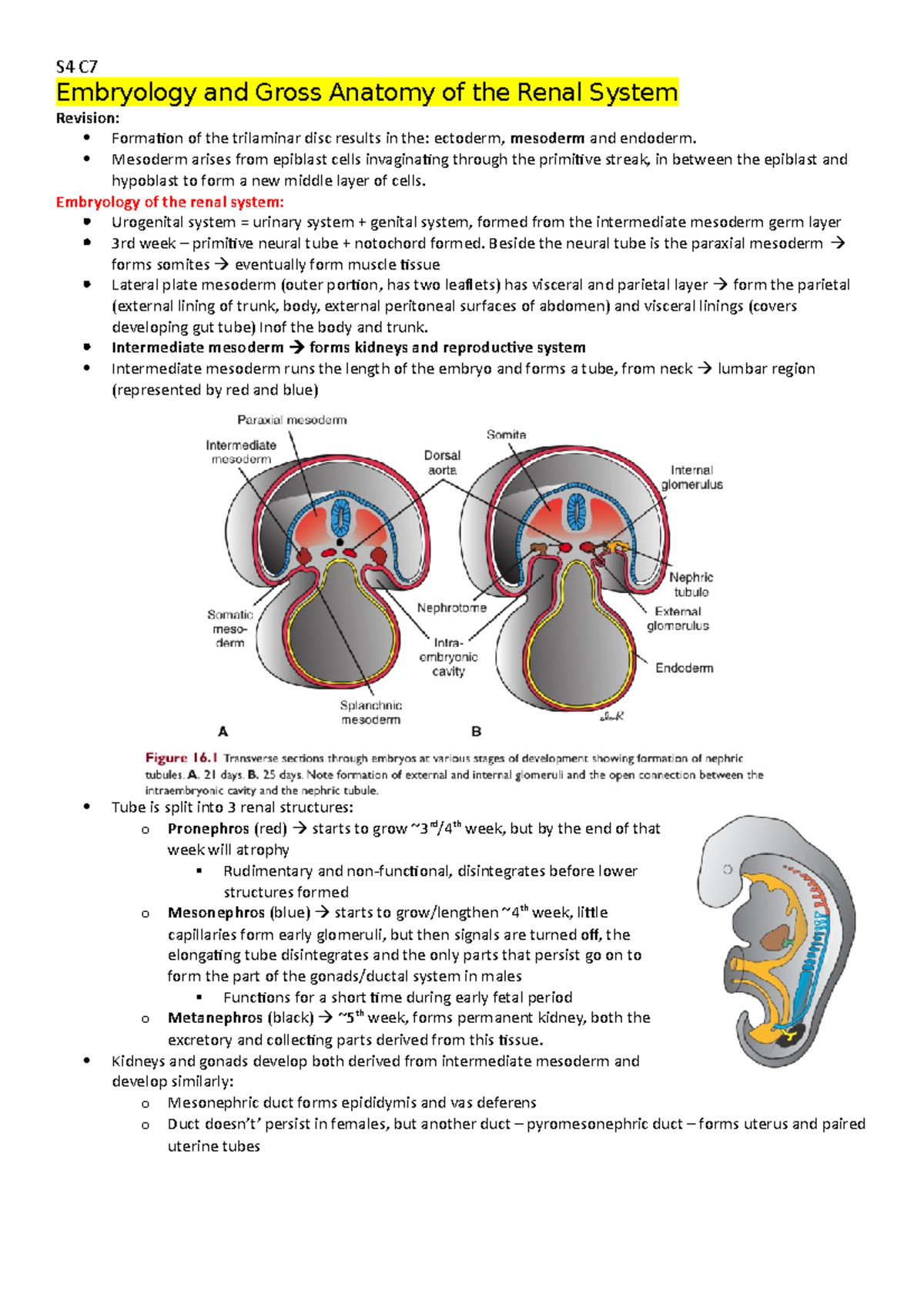 362004 106 Embryology and Gross Anatomy of Urinary System - Embryology ...