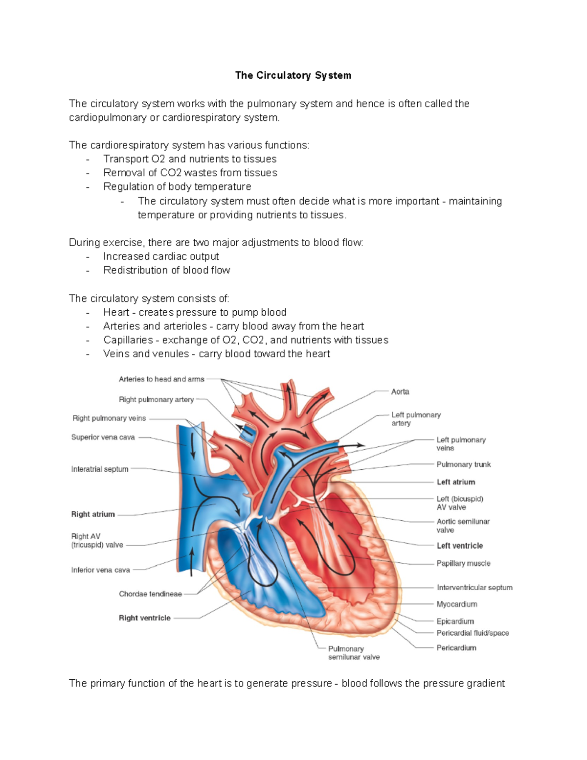 Exercise Physiology (HS342) Chapter 8 - The Circulatory System The ...