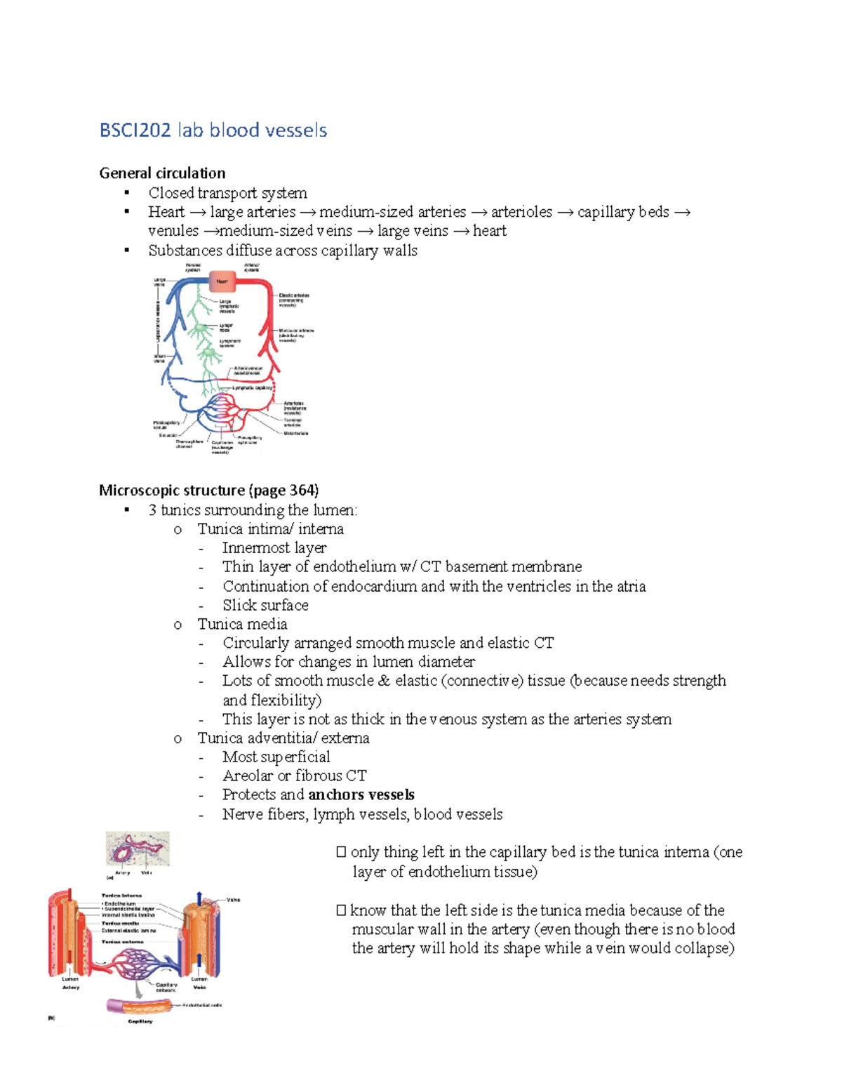 BSCI202 lab exam 2 - lab exam 2 - BSCI202 lab blood vessels General ...