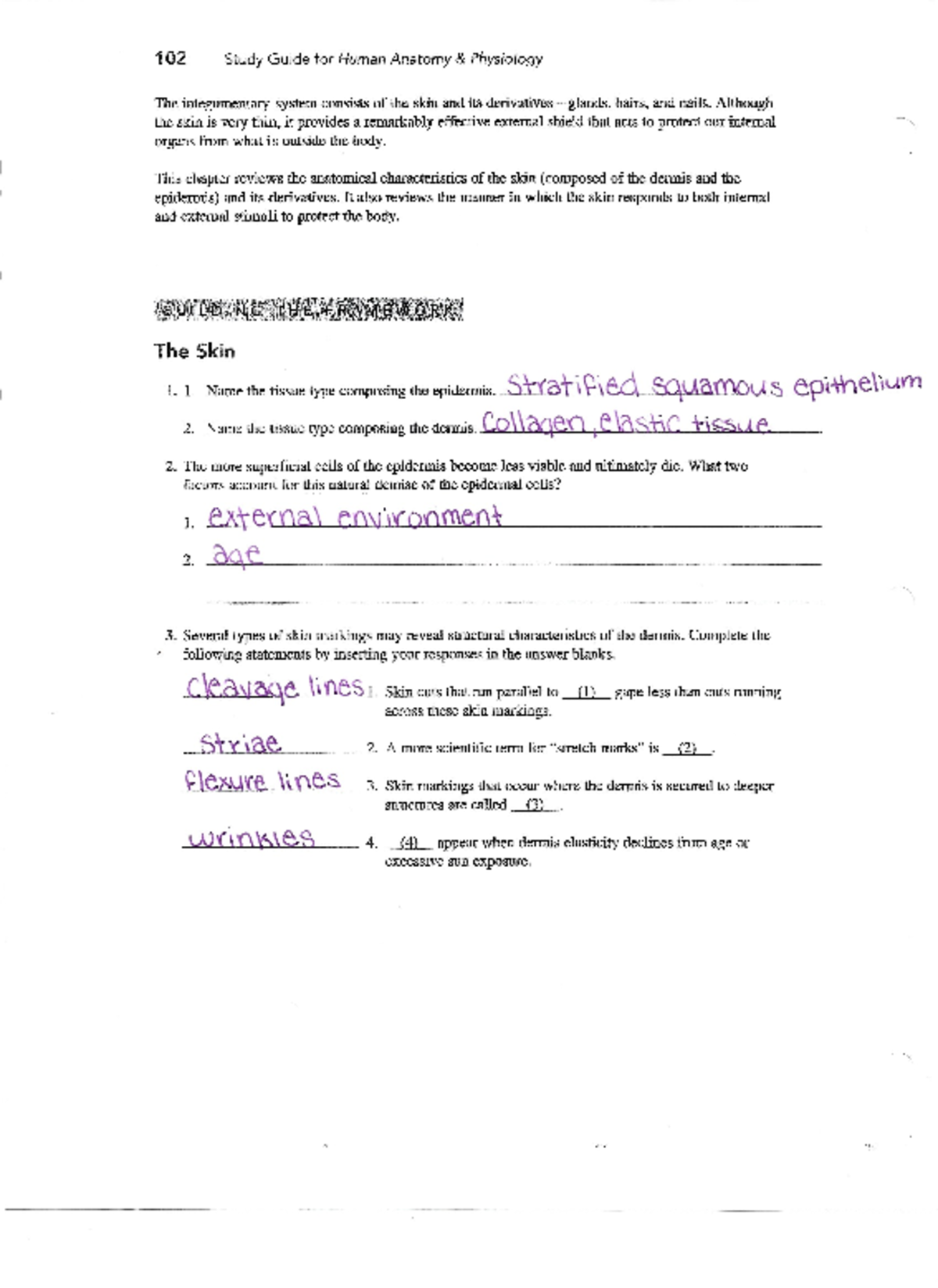 Chapter 5 packet full - The Integumentary System - 102 Study Guide for ...