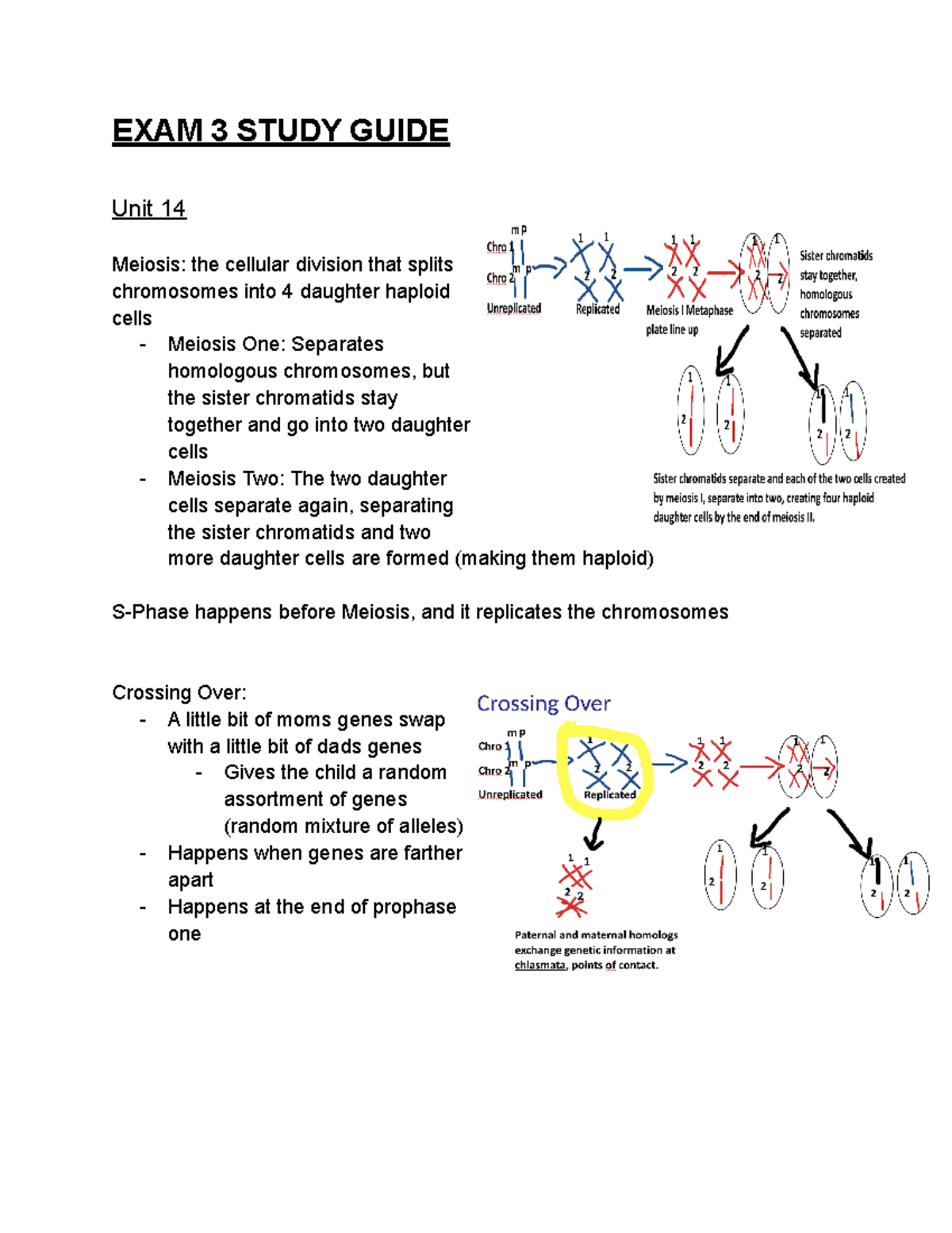BIOL Exam 3 Study Guide - EXAM 3 STUDY GUIDE Unit 14 Meiosis: the ...