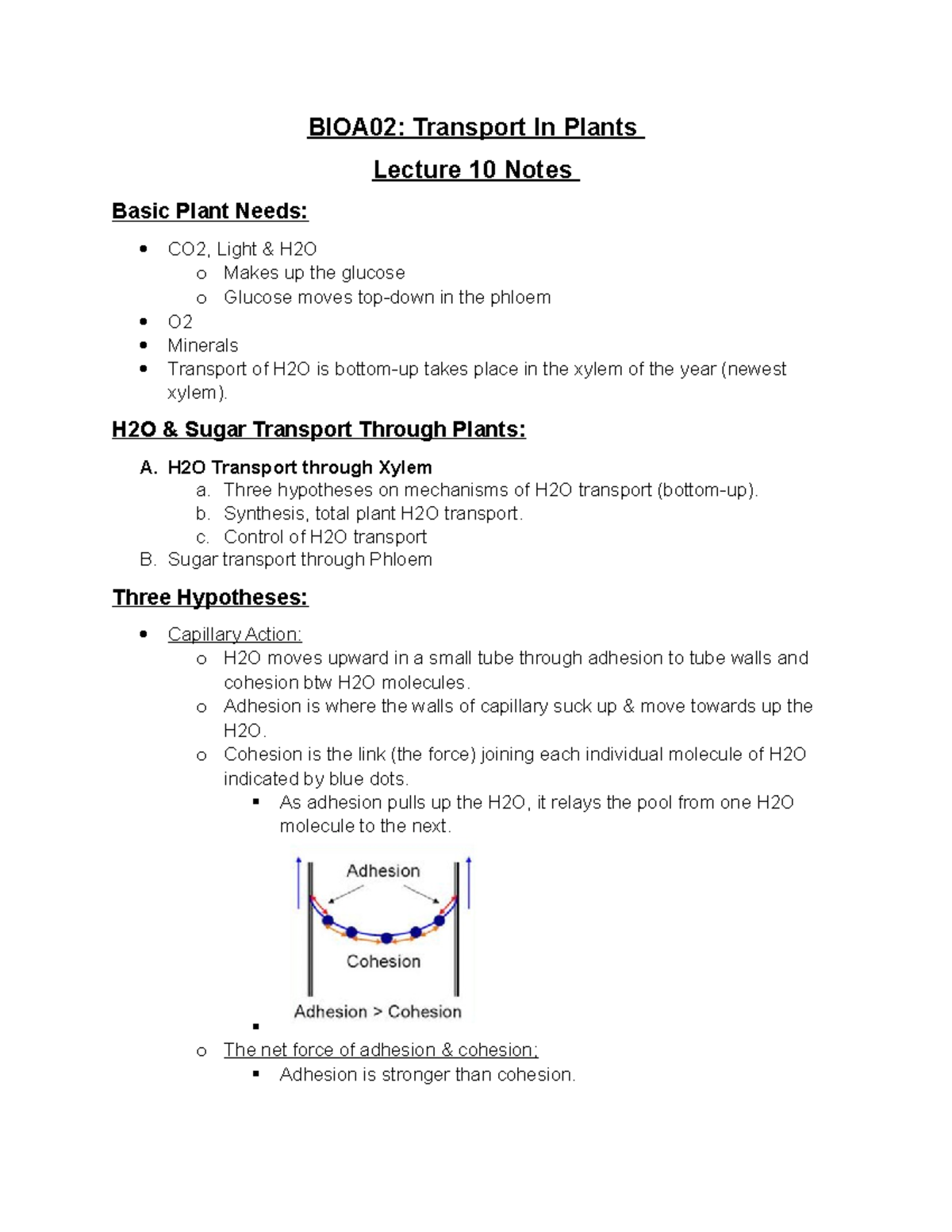 BIOA02 Lecture 10 Notes - BIOA02: Transport In Plants Lecture 10 Notes ...