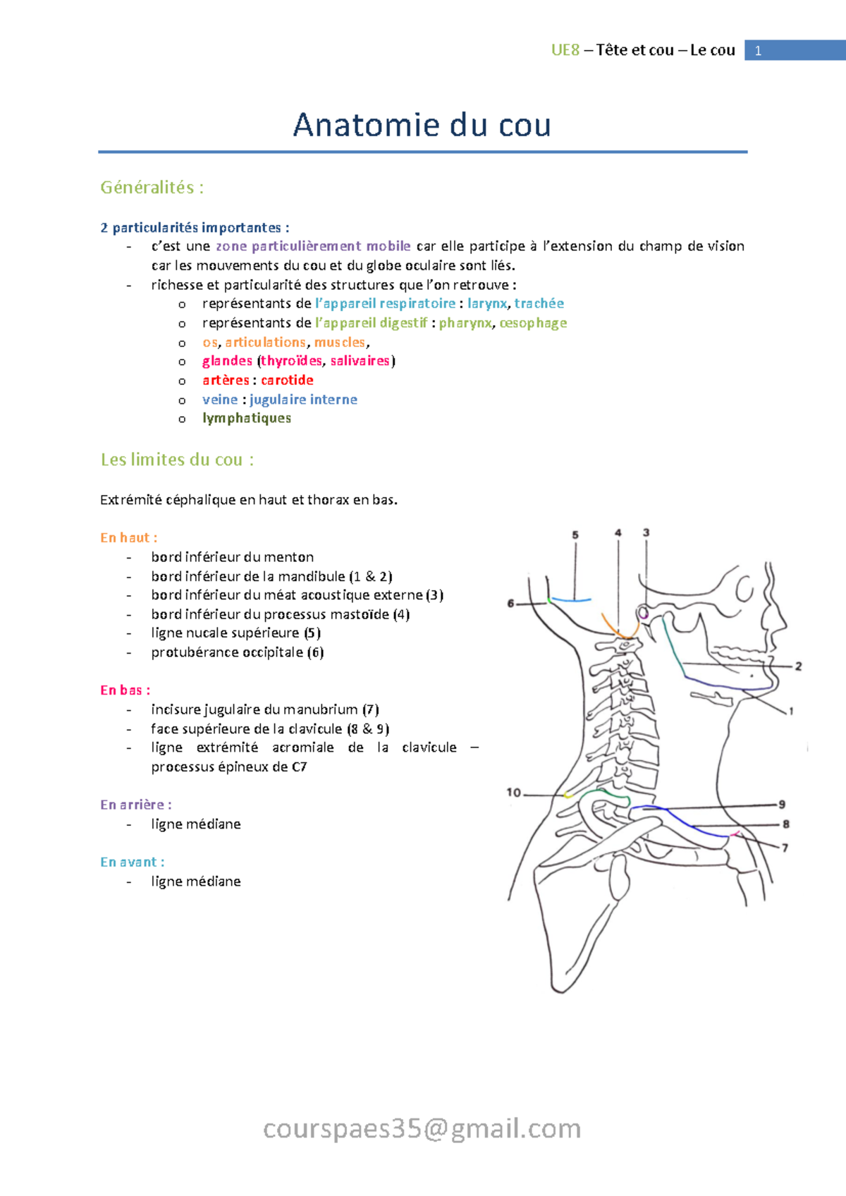 Anatomie du cou - Anatomie du cou Généralités : 2 particularités ...