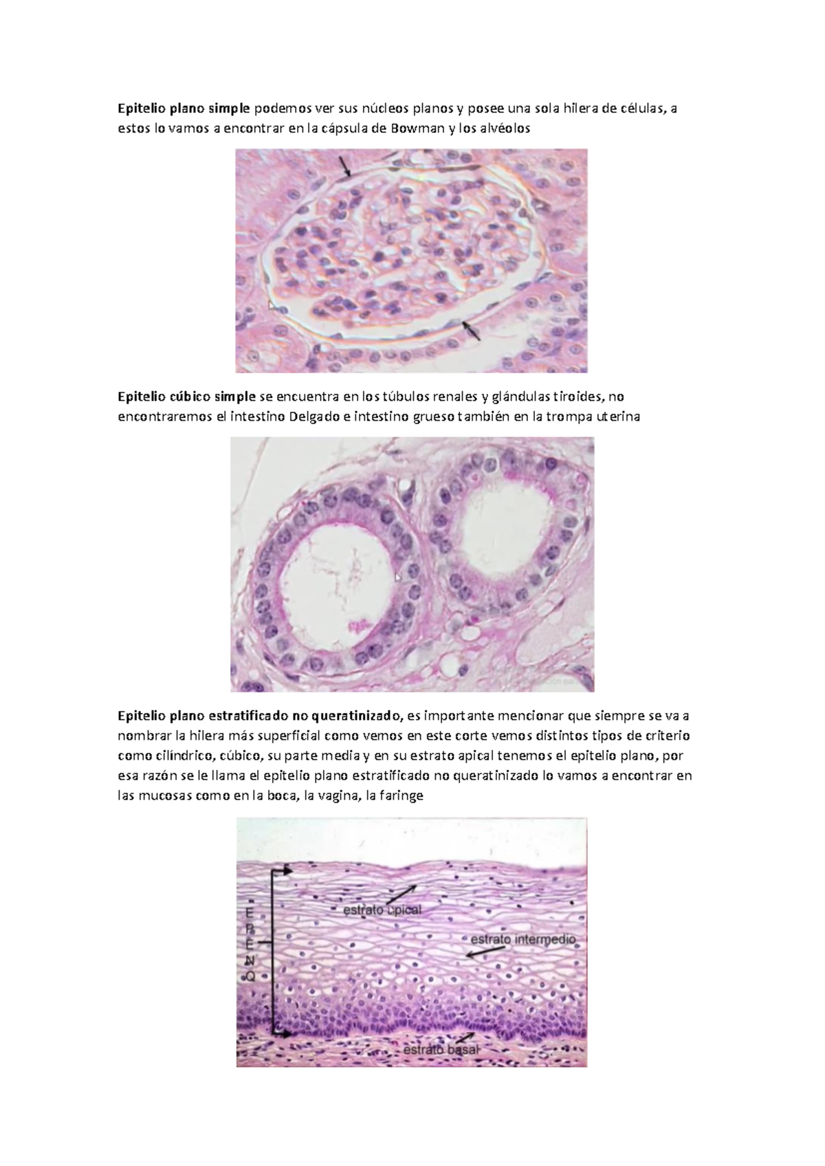 Tejido epitelial fotos - Epitelio plano simple podemos ver sus núcleos ...