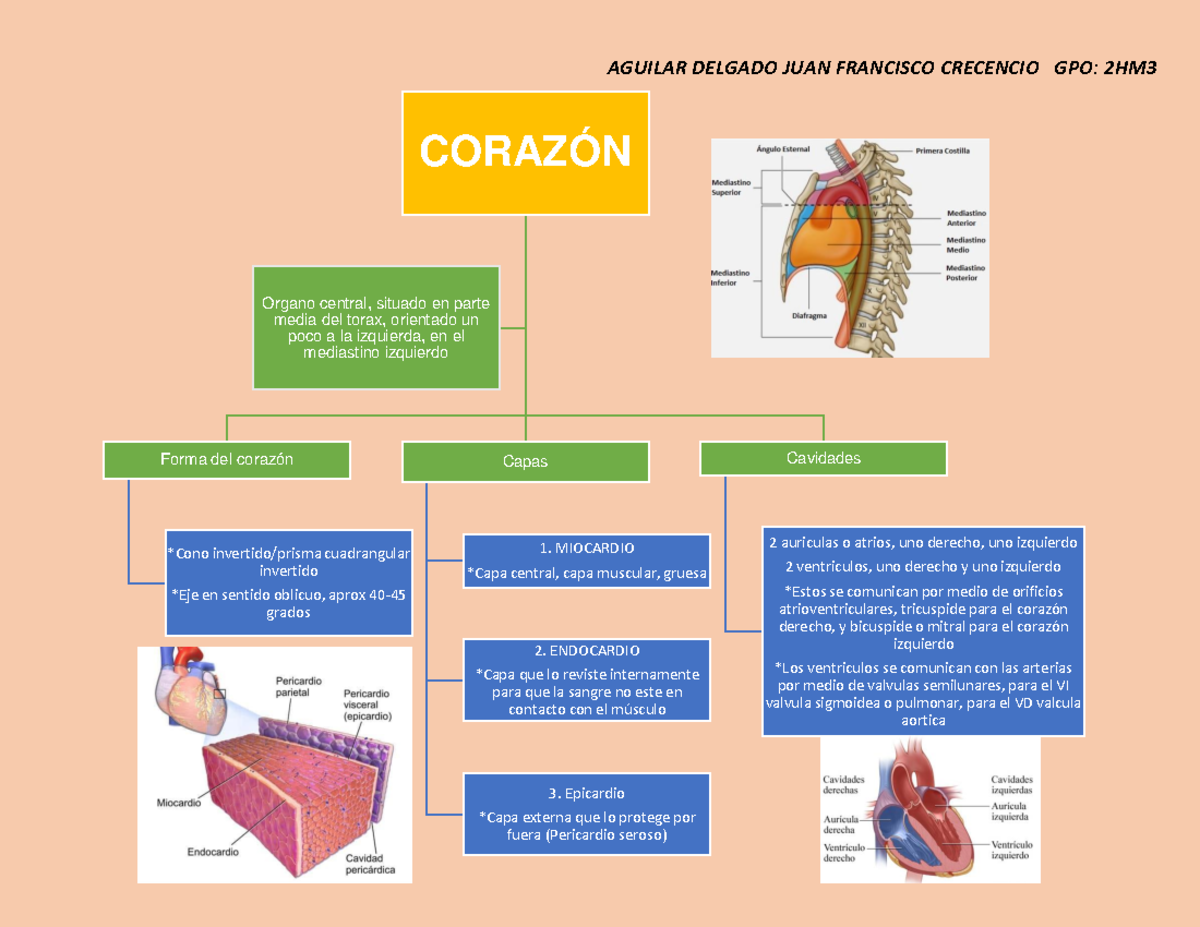 MAPA Conceptual Corazón - CORAZÓN Forma del corazón *Cono invertido ...