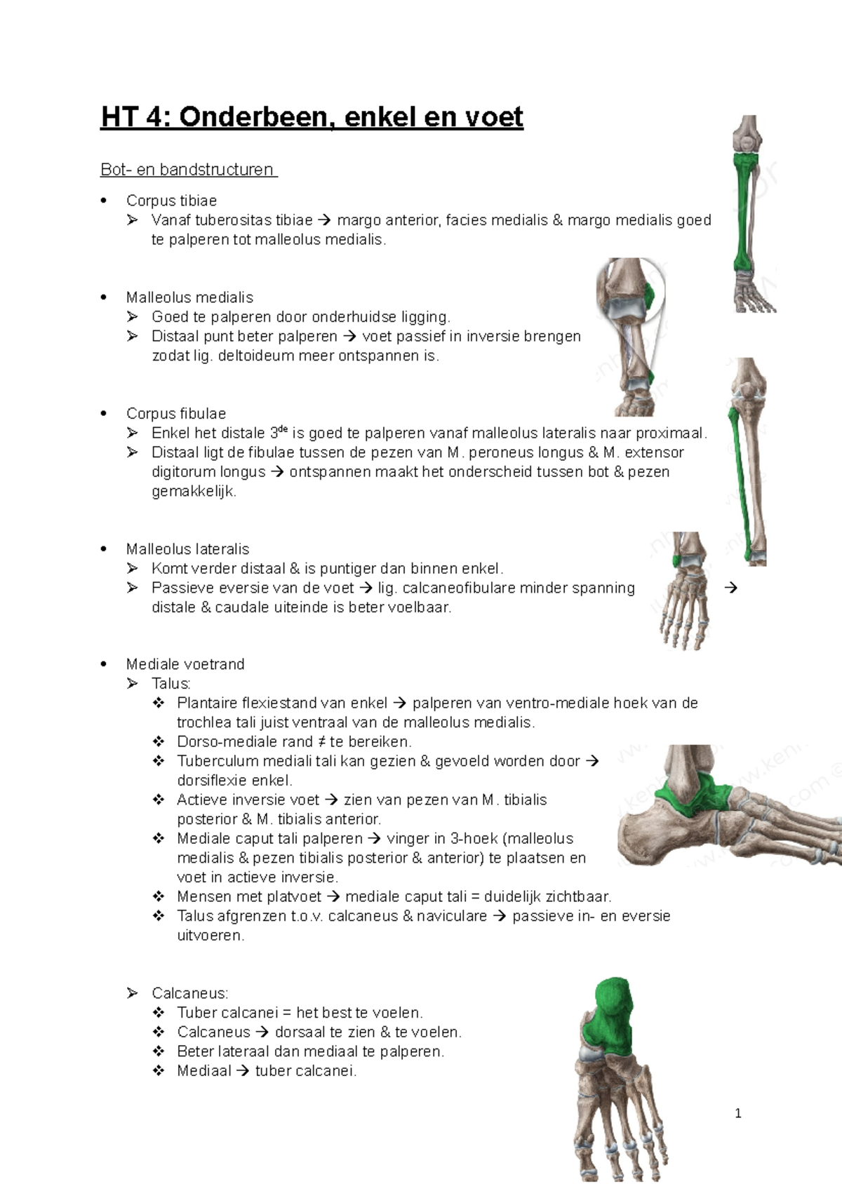 HT-4 anatomie semester 2 - HT 4: Onderbeen, enkel en voet Bot- en ...