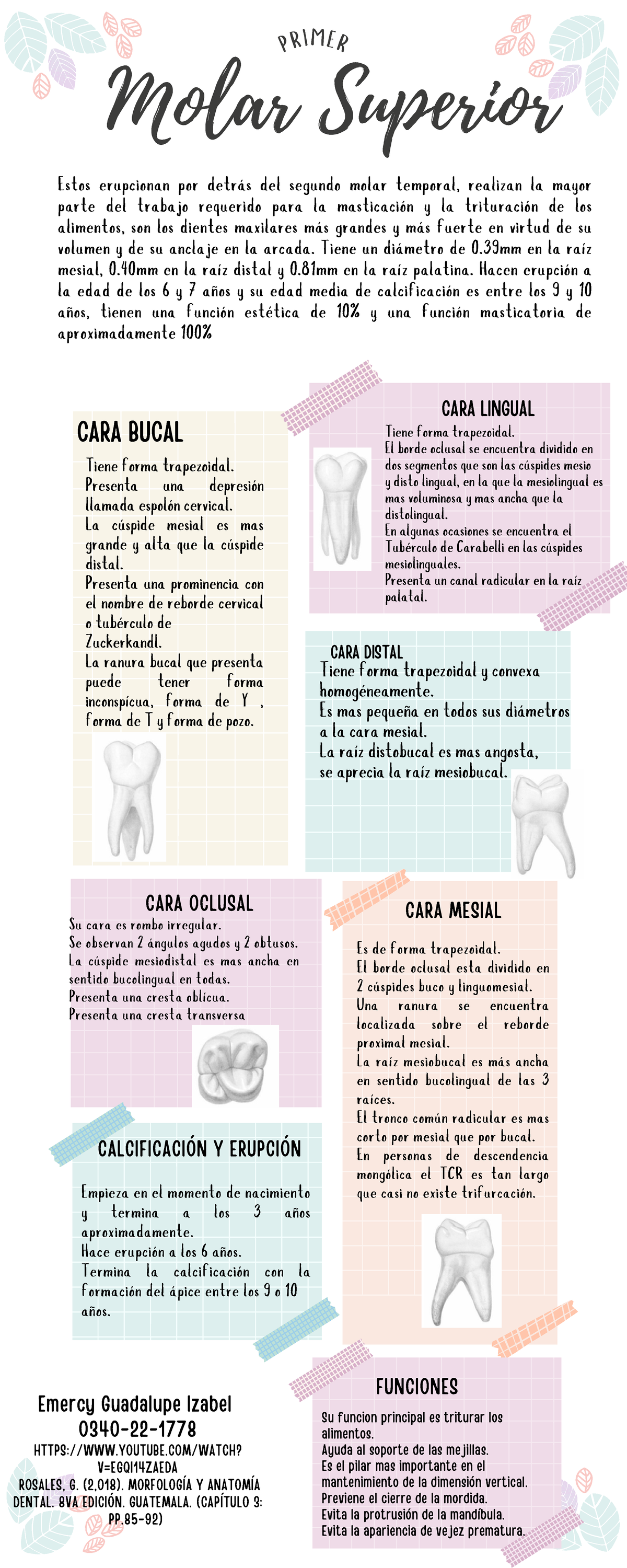 Infografía primer molar superior - Molar Superior PRIMER Tiene forma ...