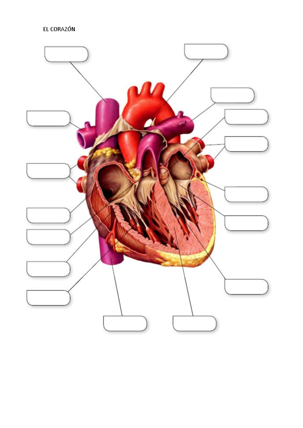 Esquema MUDO Corazón - Dibujos anatomía. - Anatomía por la Imagen - EL ...