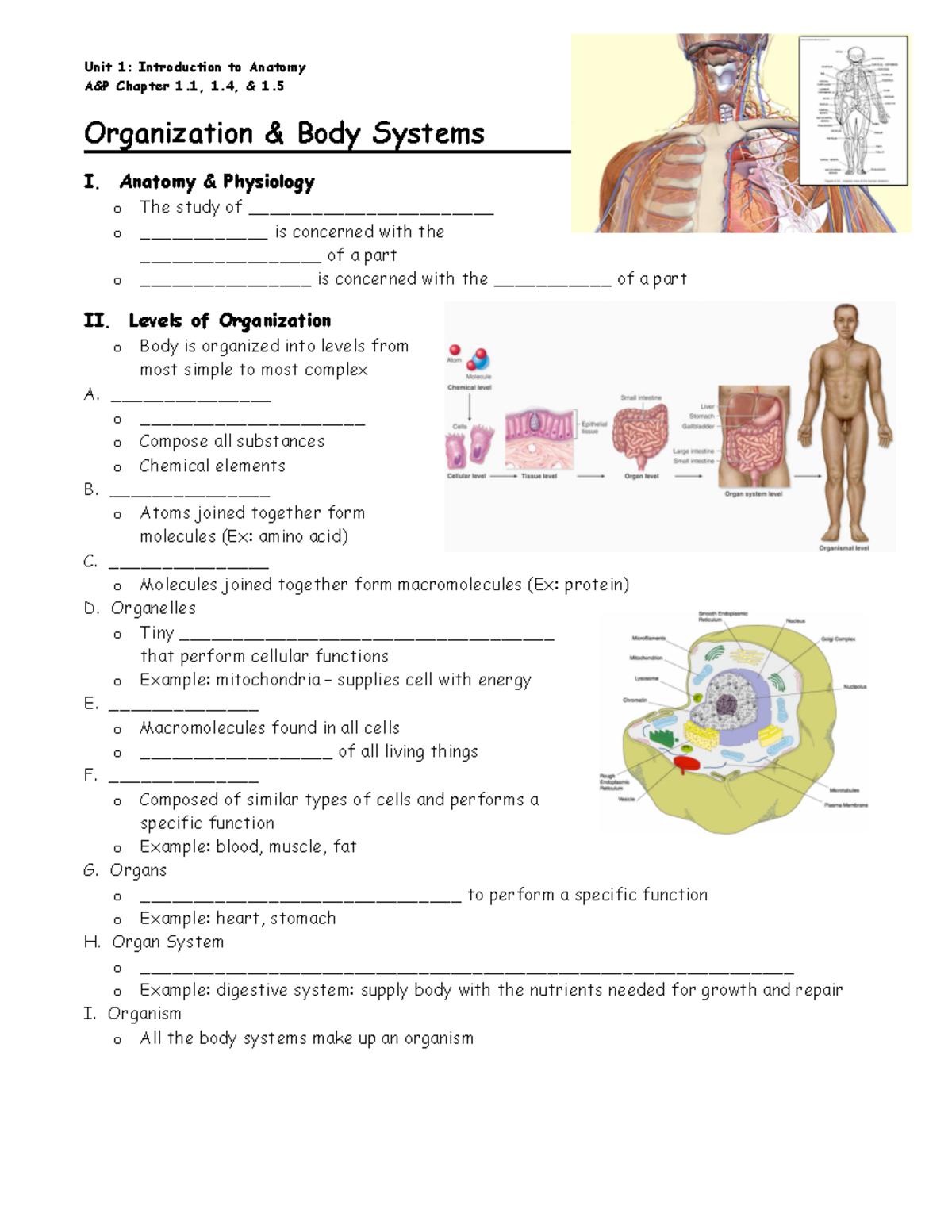 Organization of human body - A&P Chapter 1, 1, & 1. Organization & Body ...